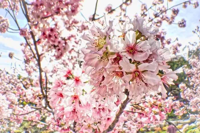 6 Fakta Menarik Seputar Bunga Sakura dalam Mitologi dan Cerita Rakyat Jepang - FaktaDot